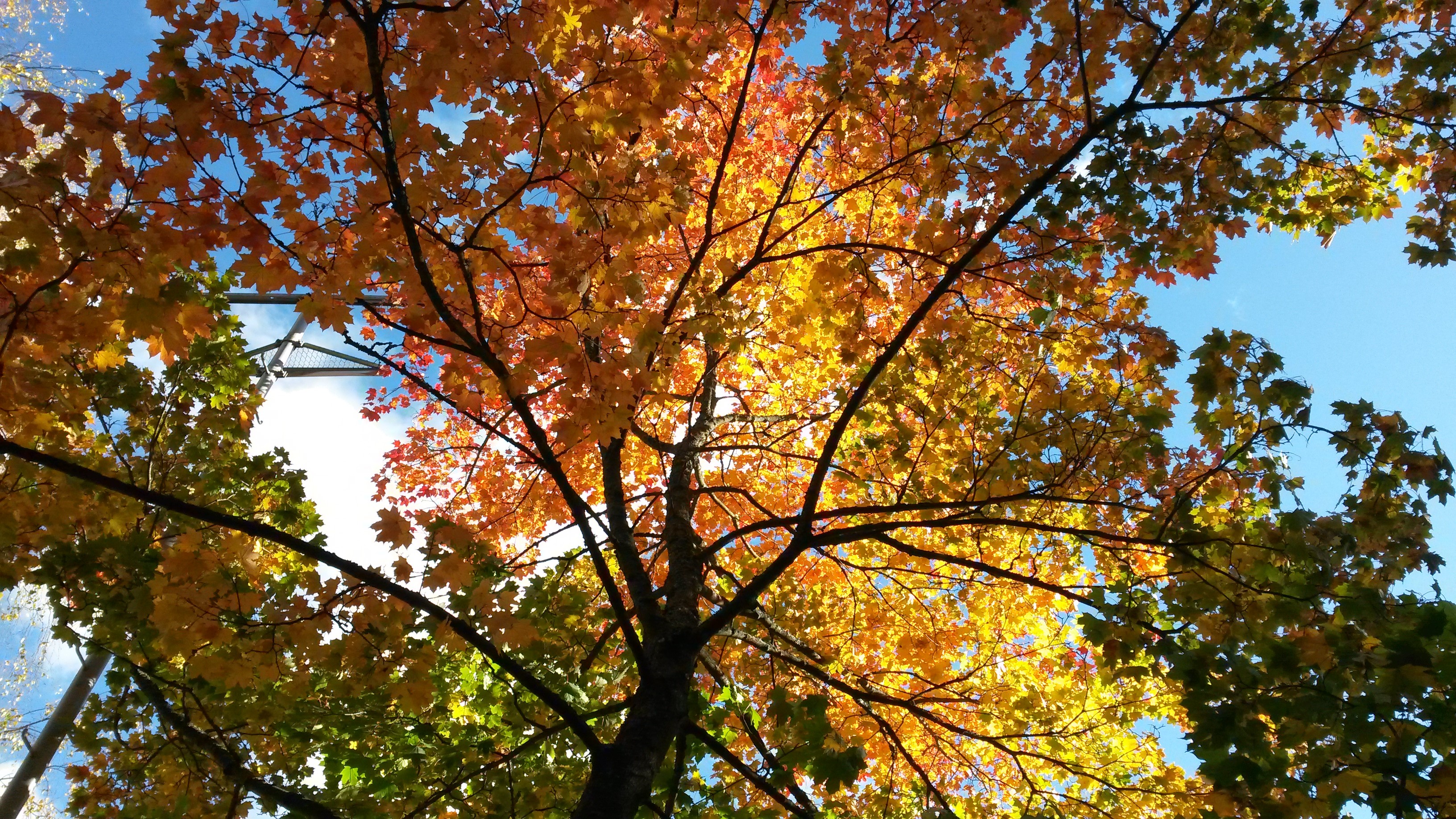 Vaahteran syyslook | ET